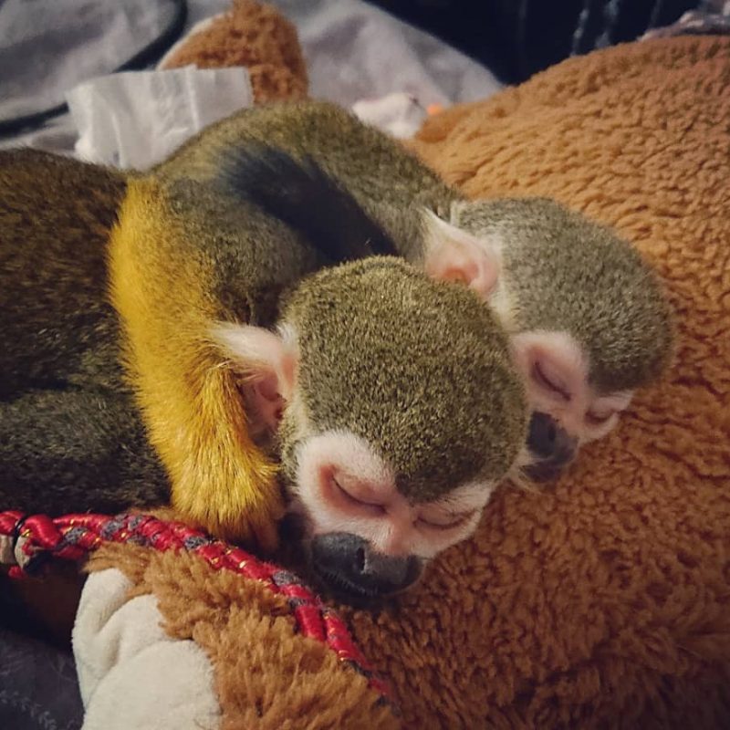 Exotic Monkeys for Sale USA | Baby Marmoset Monkey for Sale